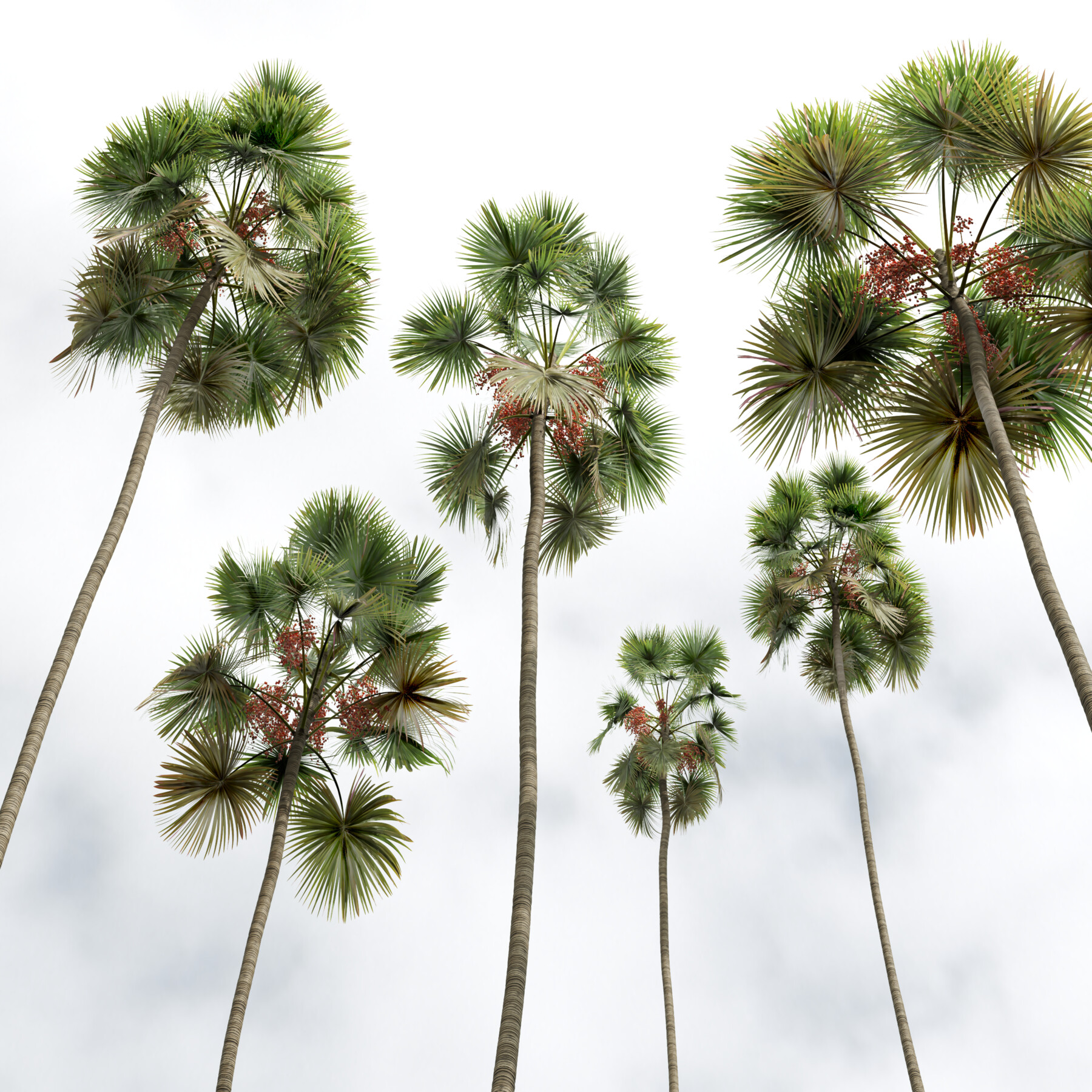 ArtStation - New Plant Saribus Rotundifolius | Resources