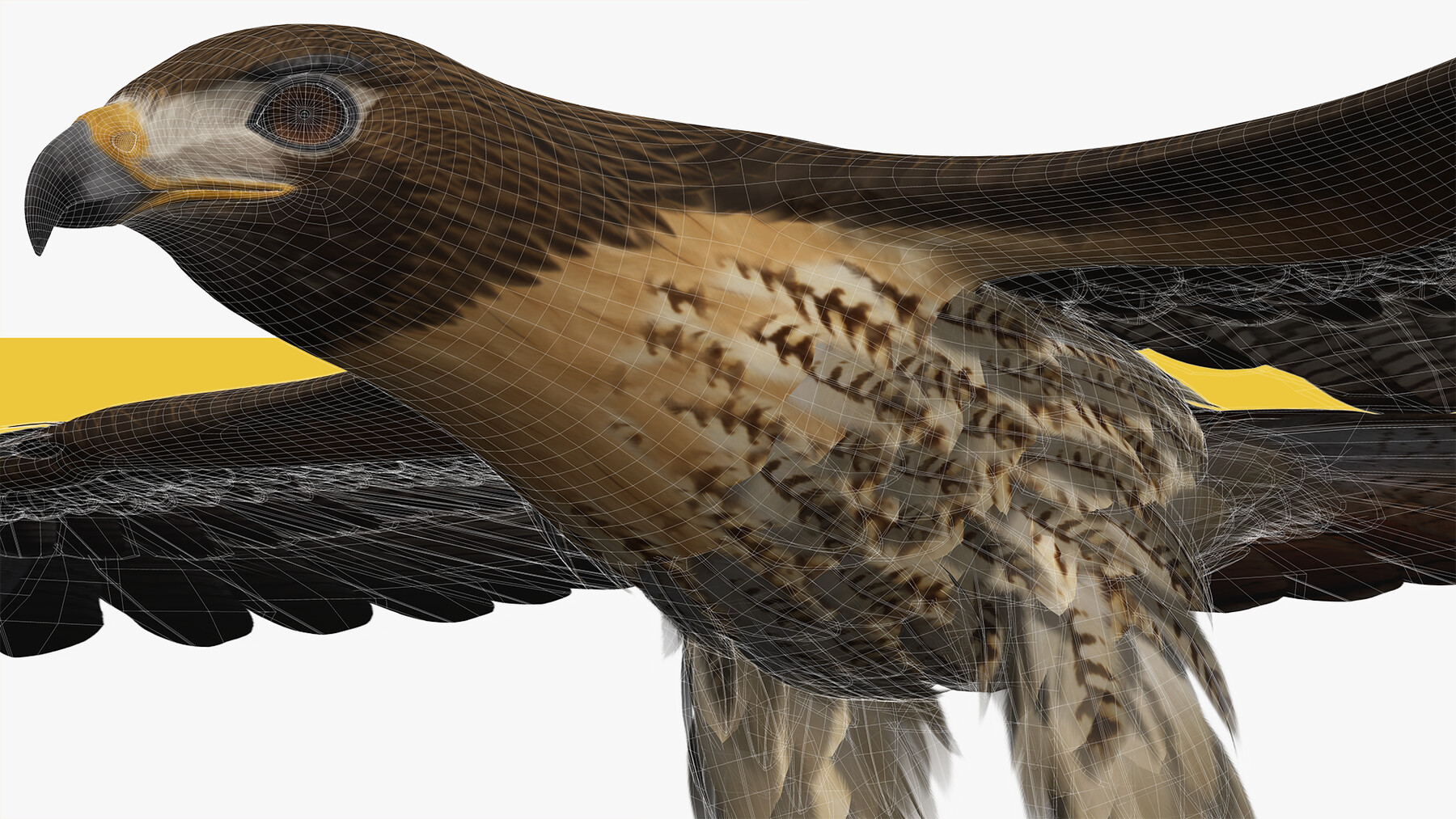 ArtStation - Stunning 3D Model of a Majestic Falcon Wildlife ...
