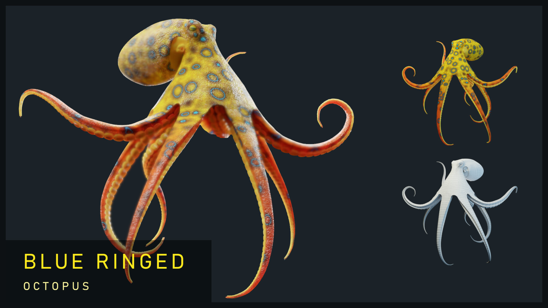ArtStation - Animated Octopus- Blue-Ringed | Game Assets