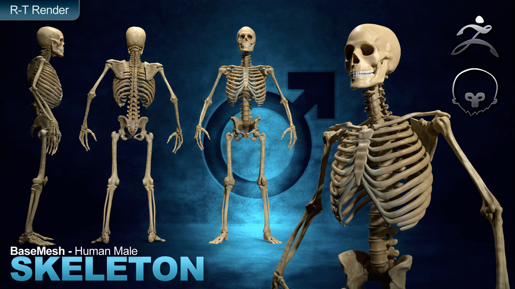 ArtStation - Human Male [ Skeleton - Basemesh ] | Resources