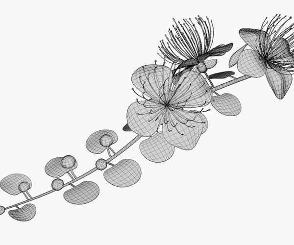 ArtStation - 3D Caper flower | Resources