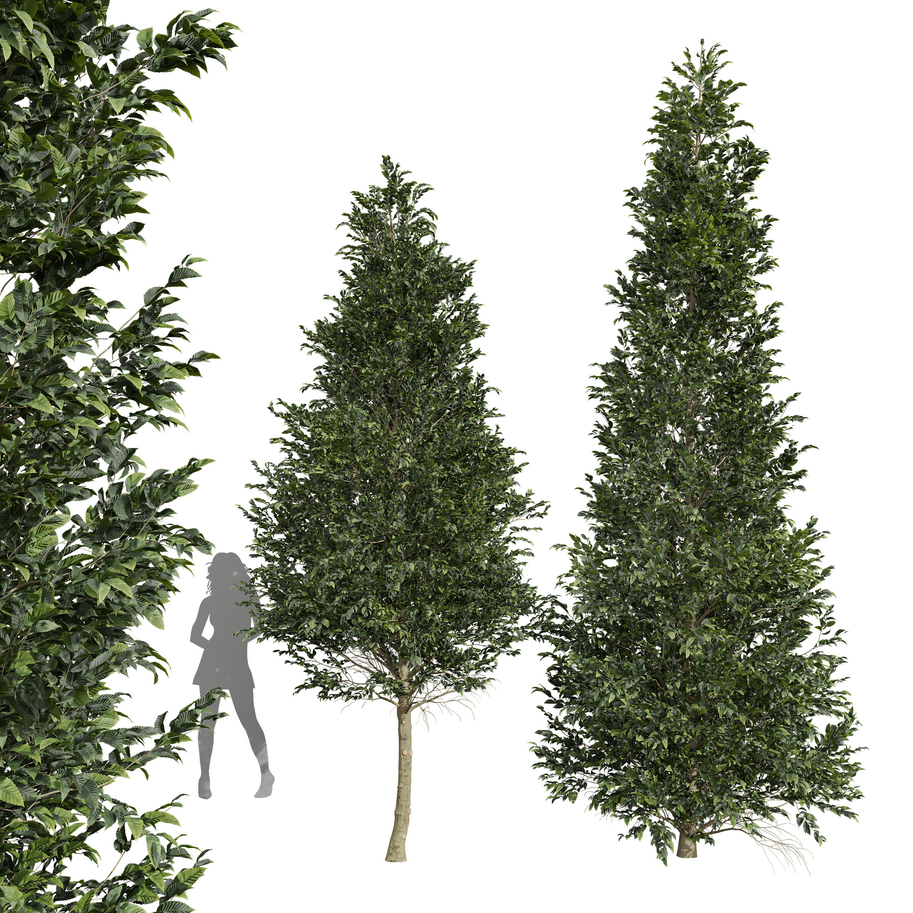 ArtStation - New Tree Carpinus Betulus 002 | Resources