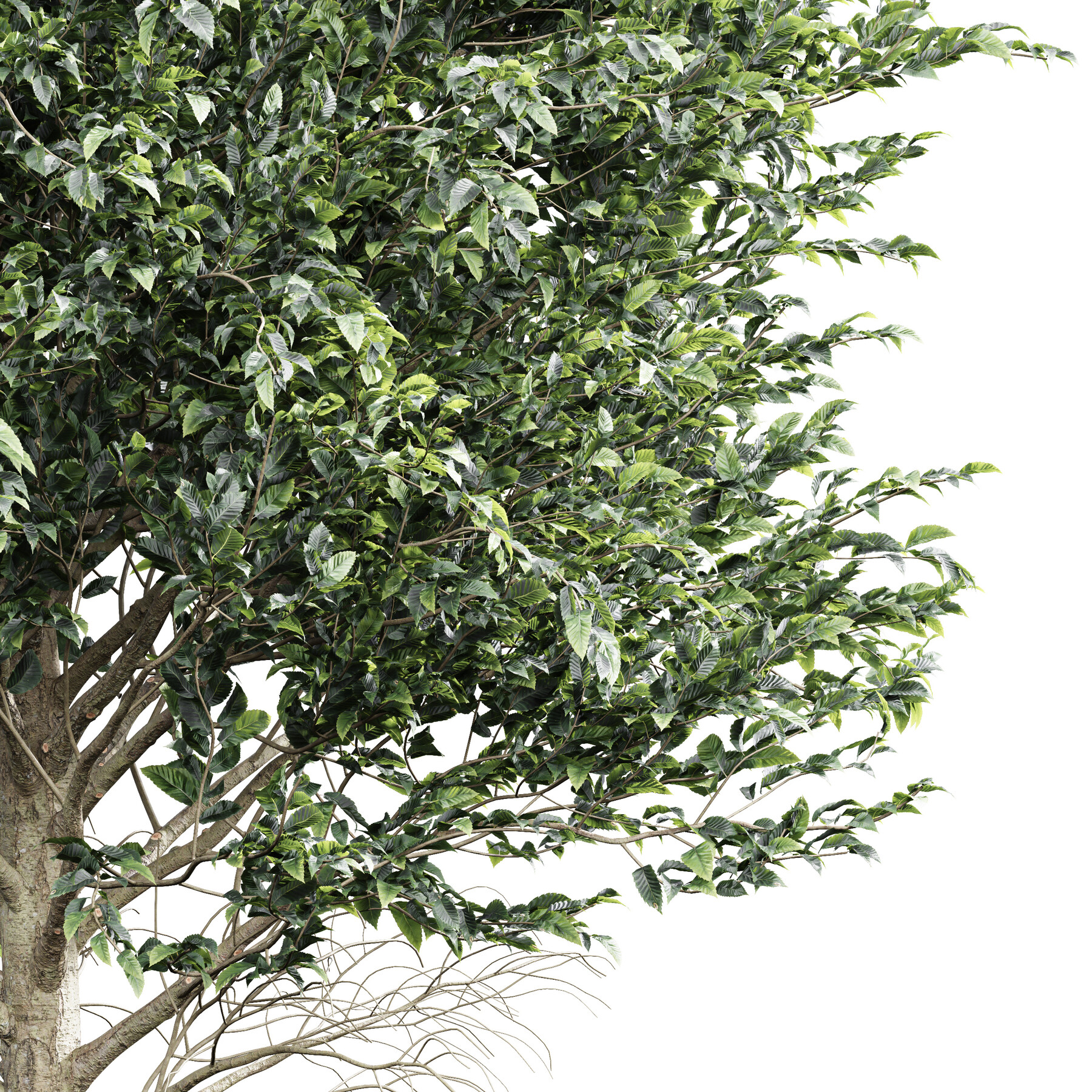 ArtStation - New Tree Carpinus Betulus 002 | Resources