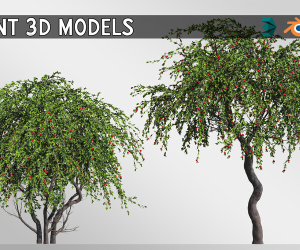ArtStation - 2 Cotoneaster Salicifolius 3D model | Resources