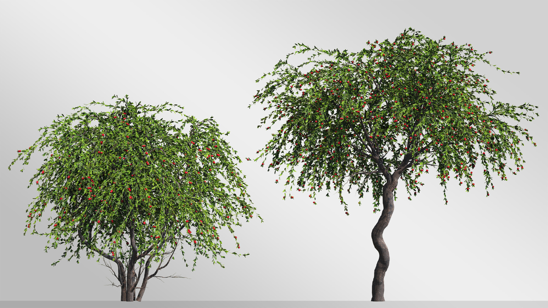 ArtStation - 2 Cotoneaster Salicifolius 3D model | Resources