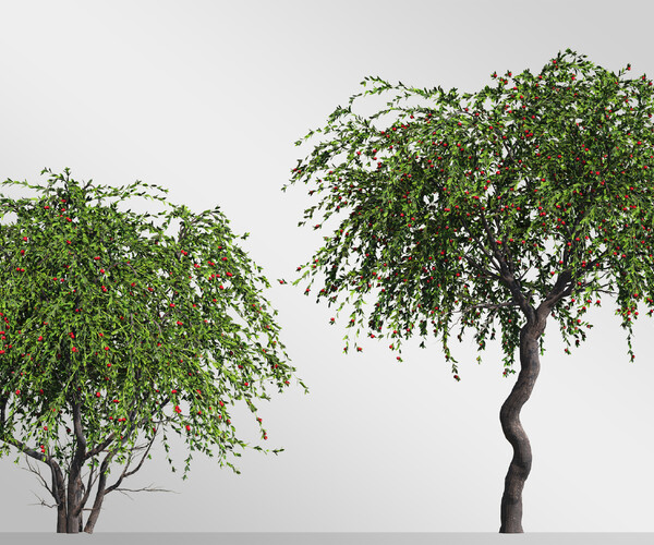 ArtStation - 2 Cotoneaster Salicifolius 3D model | Resources