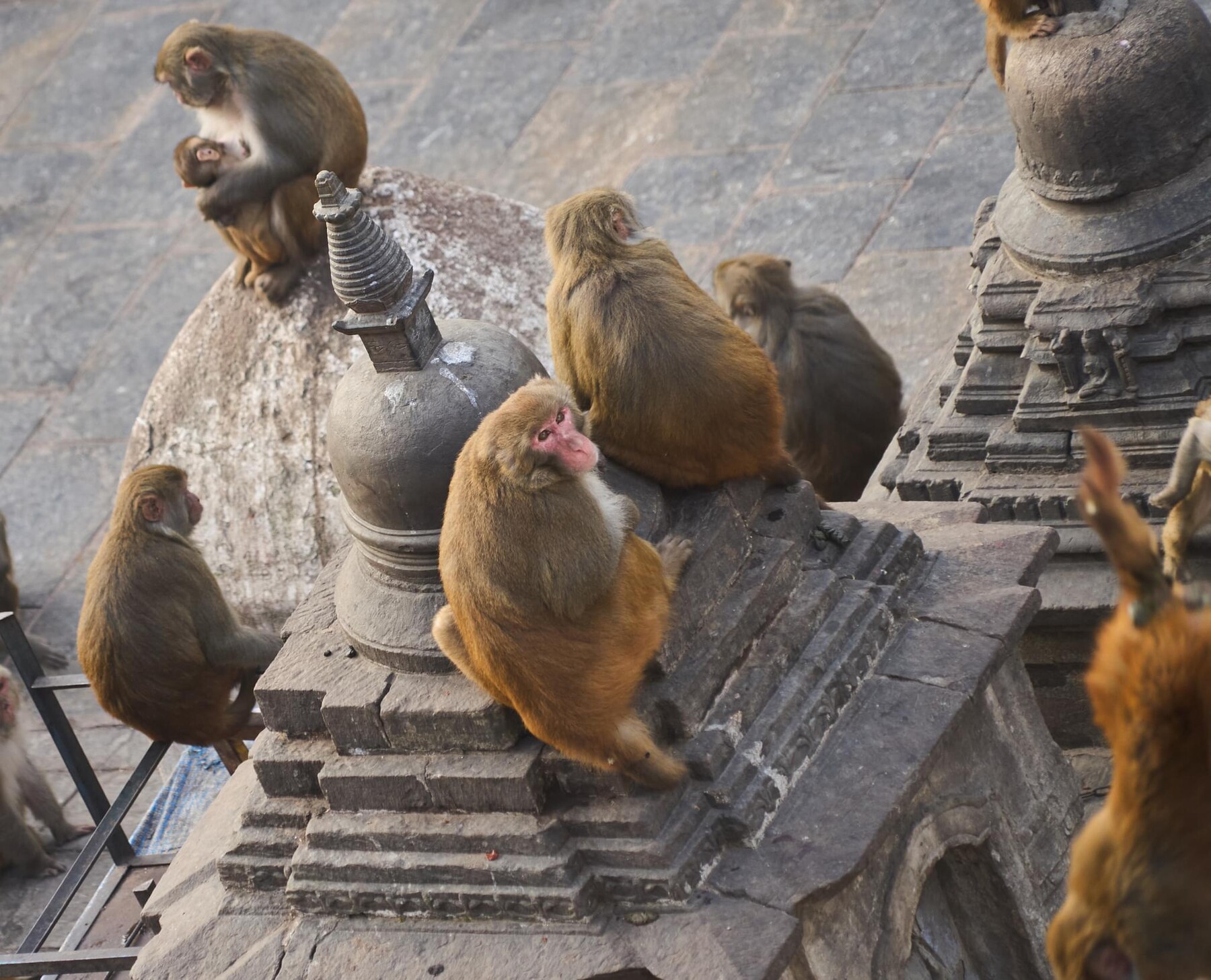 ArtStation - 192 photos of Monkey Temple Stupa | Resources