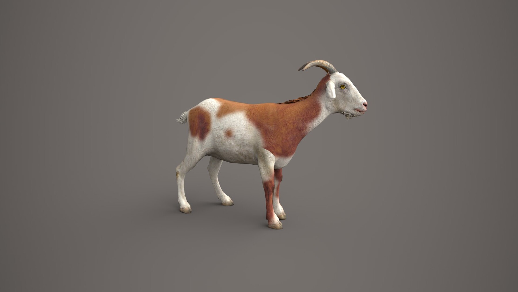 ArtStation - Dairy Brown Goat | Game Assets