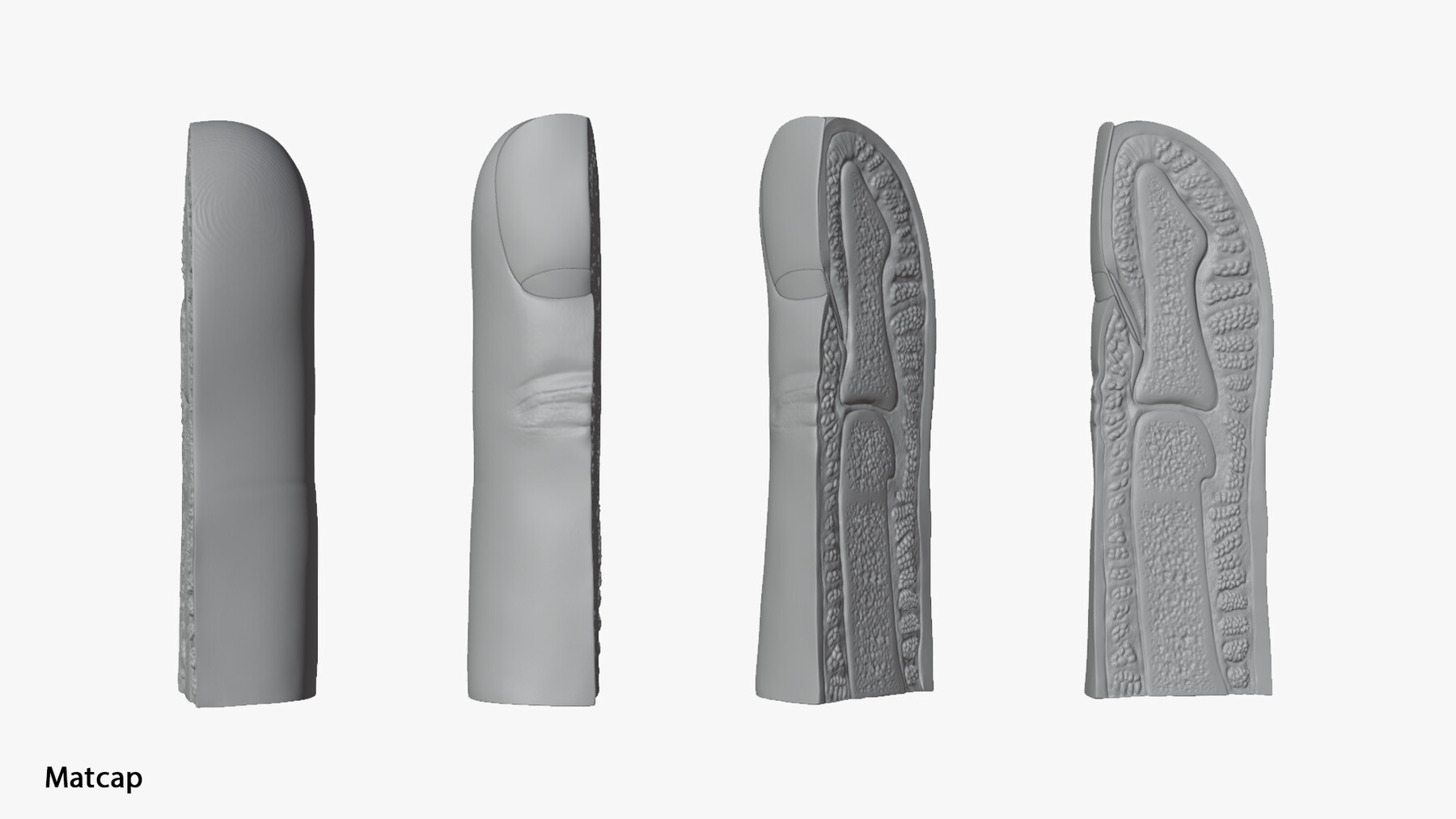 ArtStation - Finger and Fingernail Cross Section Anatomy | Resources