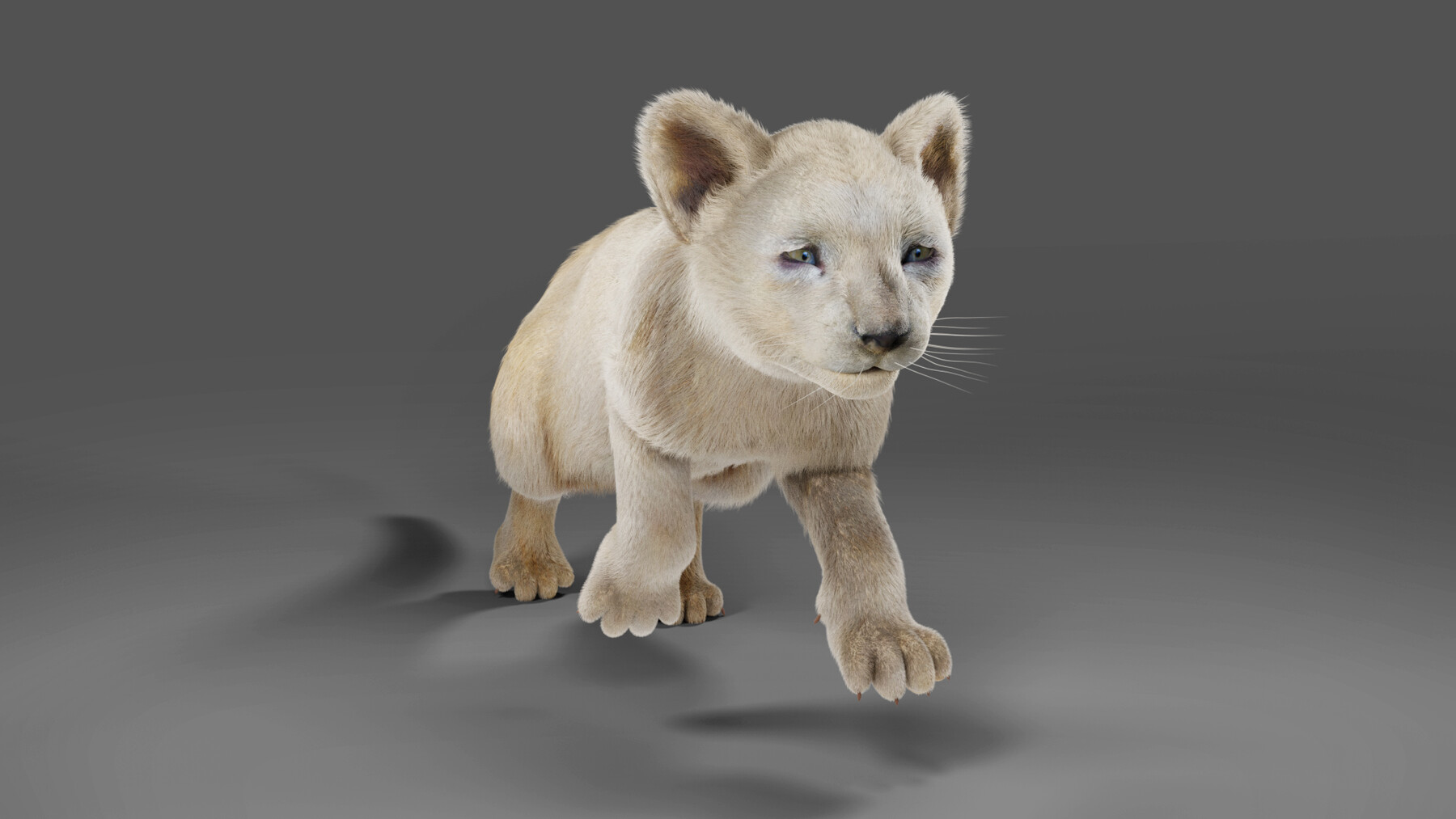 ArtStation - Fur White Lion Cub Rigged and Animated in Blender | Game Assets