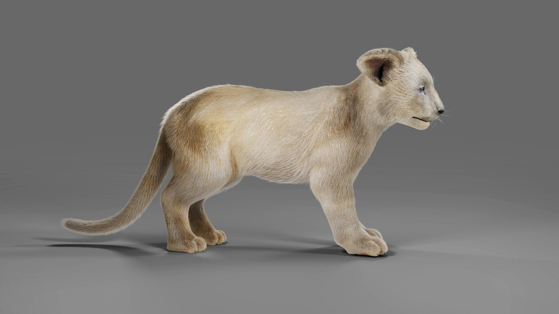 ArtStation - Fur White Lion Cub Rigged and Animated in Blender | Game Assets