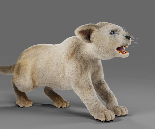 ArtStation - Fur White Lion Cub Rigged and Animated in Blender | Game ...