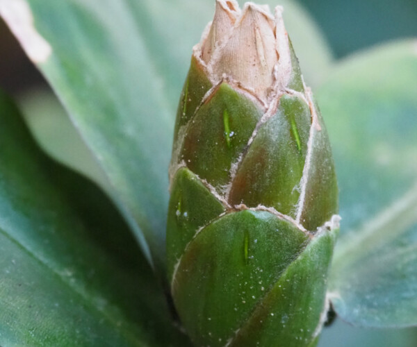 ArtStation - Close-up photos of various plants | Resources