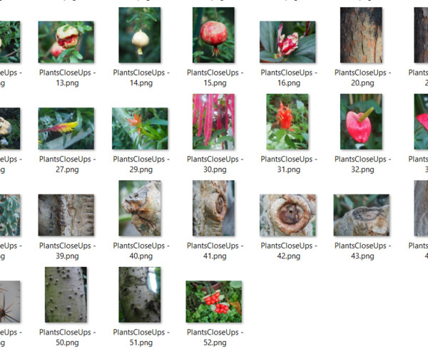 ArtStation - Close-up photos of various plants | Resources