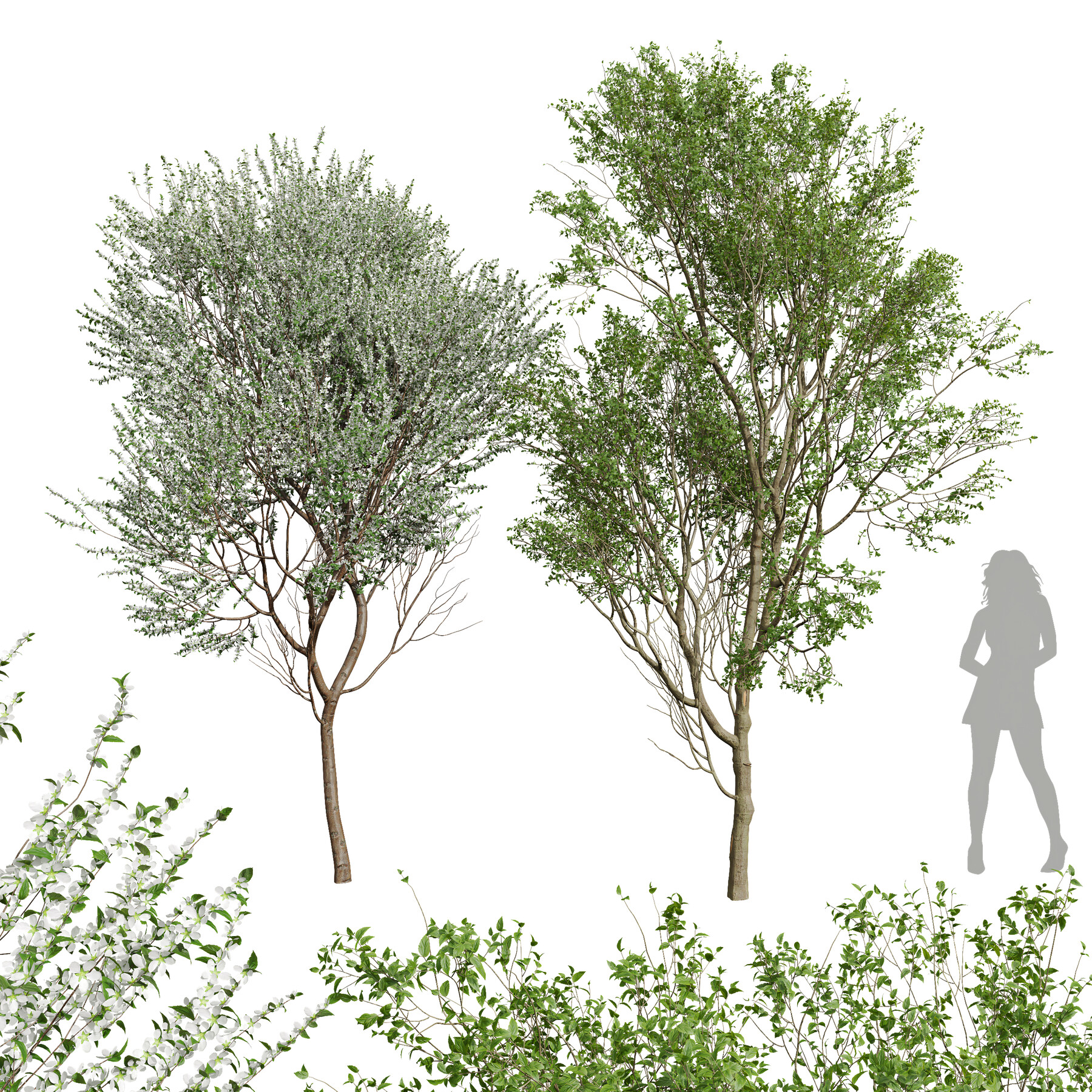 ArtStation - New Tree Prunus Spinosa Bloom Summer | Resources