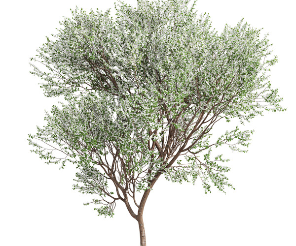 ArtStation - New Tree Prunus Spinosa Bloom Summer | Resources