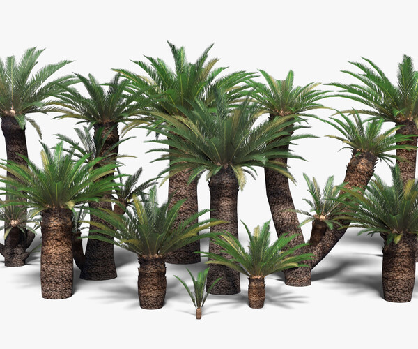 ArtStation - 3D Model: Low Poly Cycads Collection | Resources