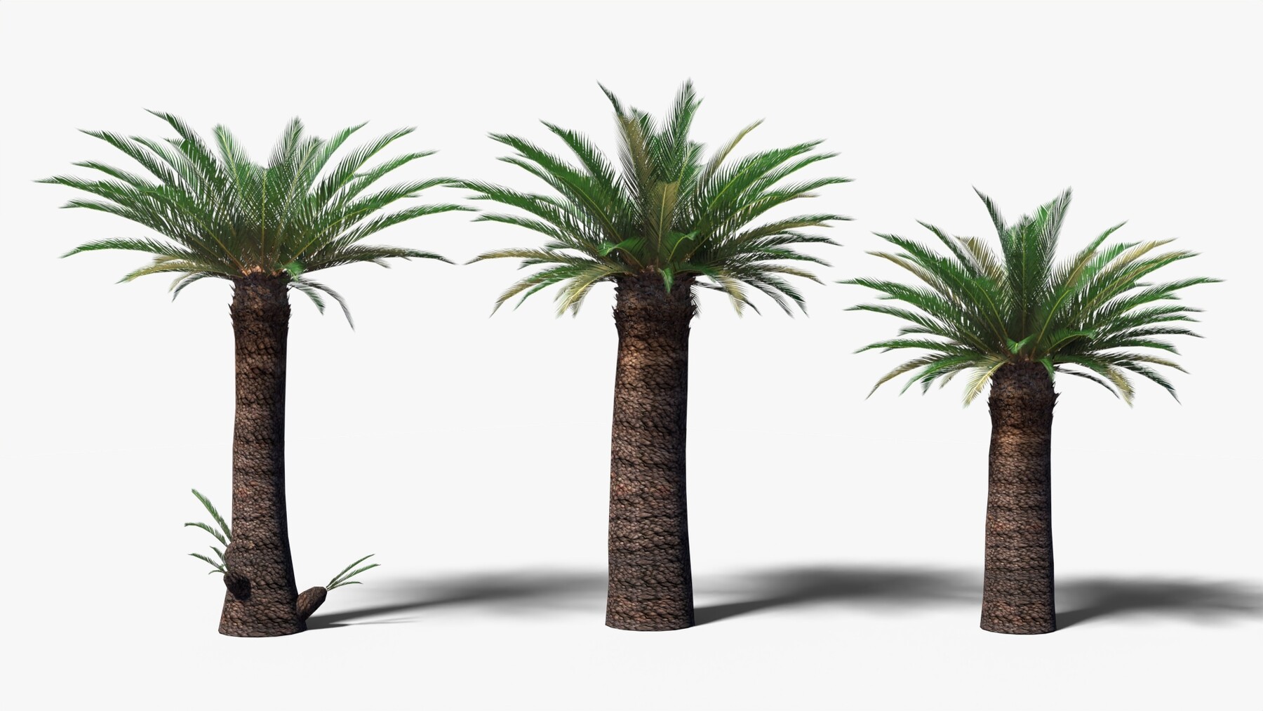 ArtStation - 3D Model: Low Poly Cycads Collection | Resources