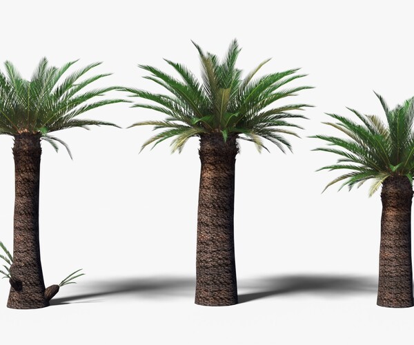 ArtStation - 3D Model: Low Poly Cycads Collection | Resources