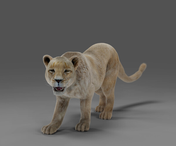 ArtStation - Fur Lioness Rigged and Animation in Blender | Game Assets