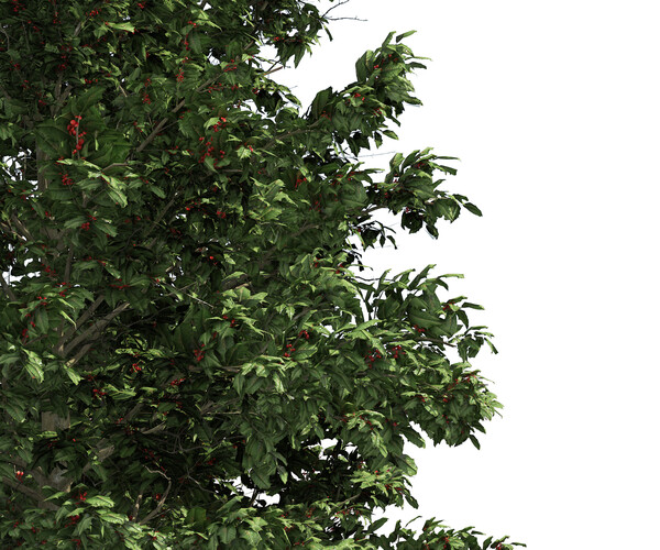 ArtStation - Scrub holly trees with red berries | Resources