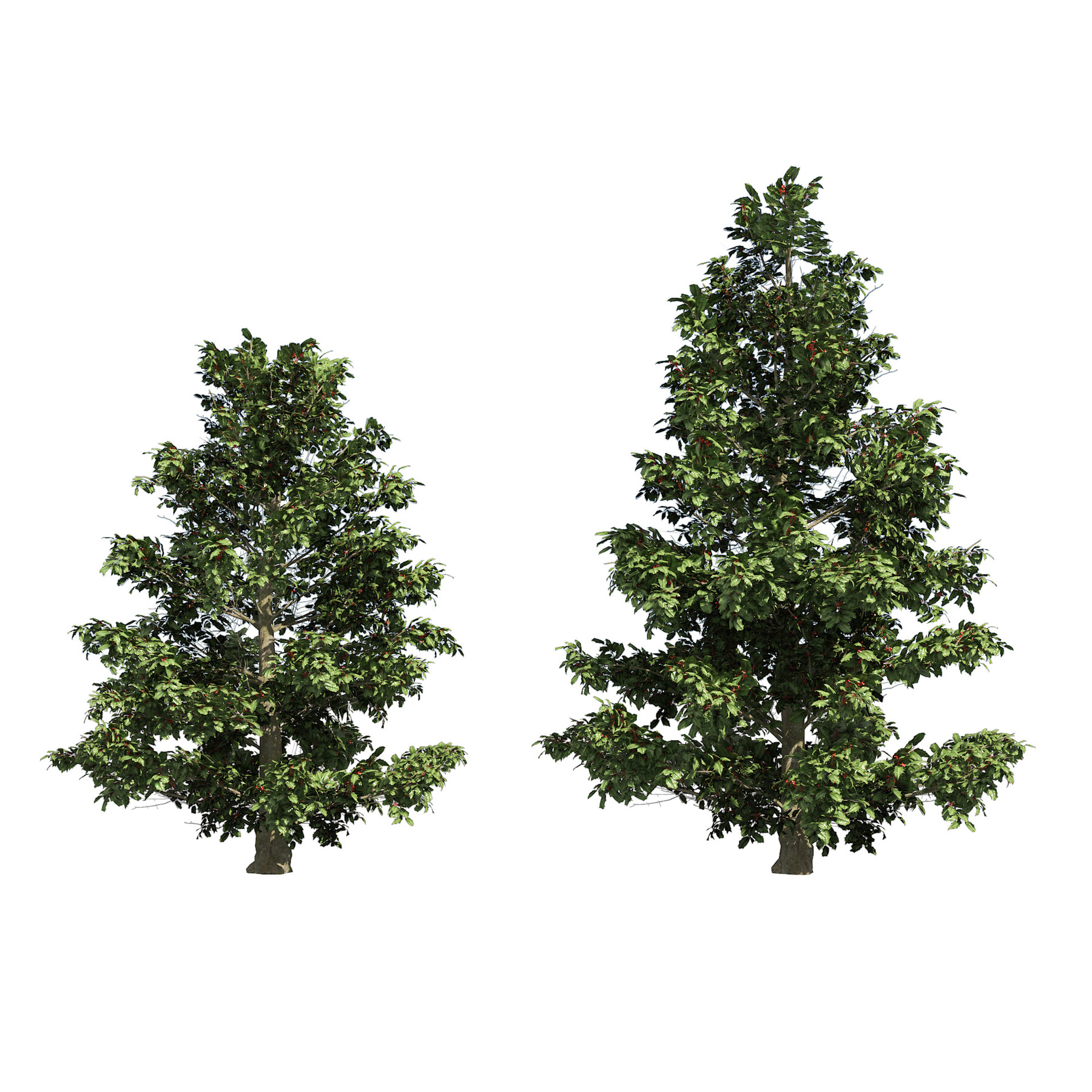 ArtStation - Red berries Christmas holly trees | Game Assets