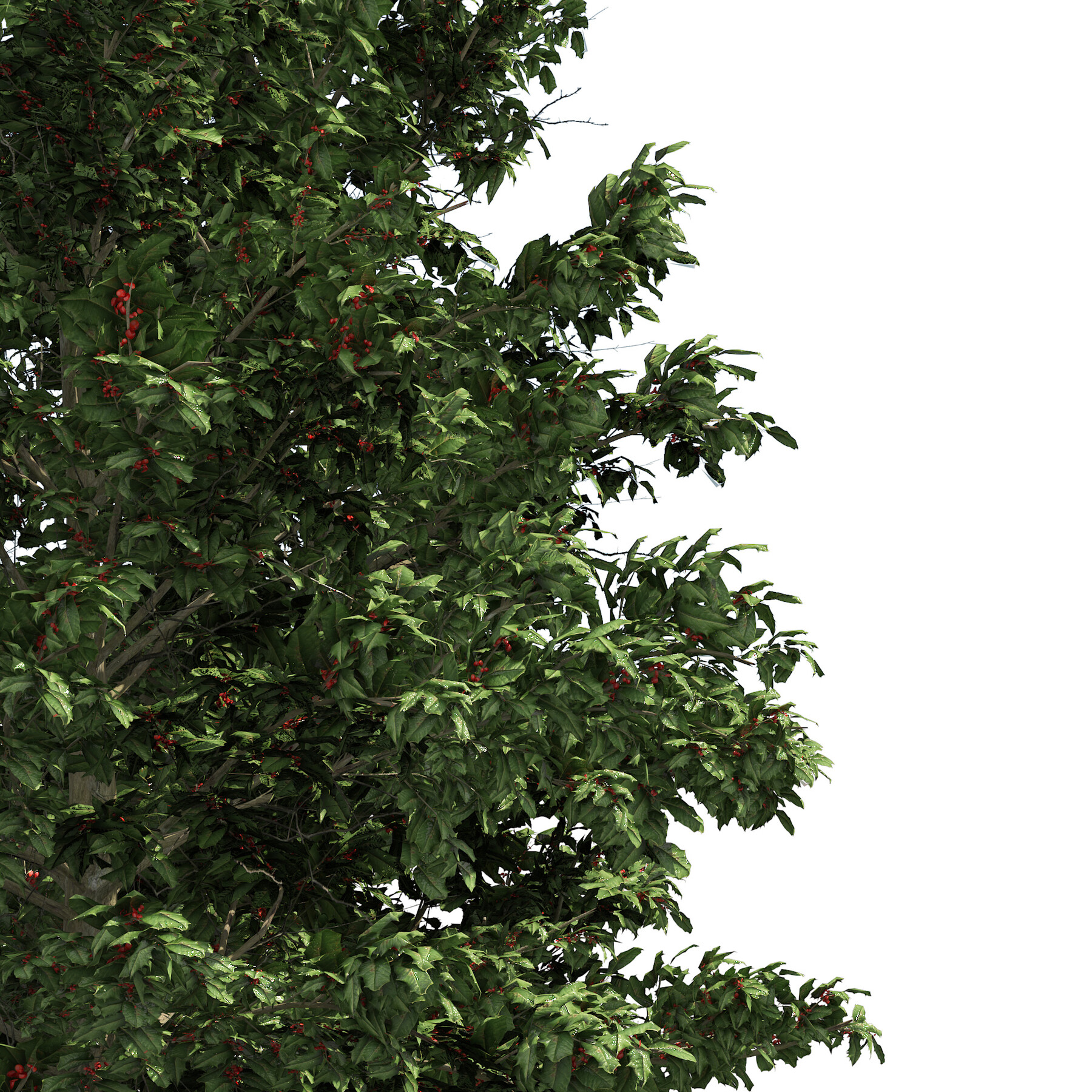 ArtStation - Red berries Christmas holly trees | Game Assets