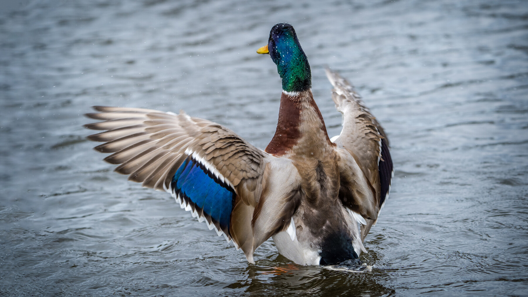 ArtStation - Birds Vol.3 - Reference Photo Pack For Artists 469 JPEGs ...