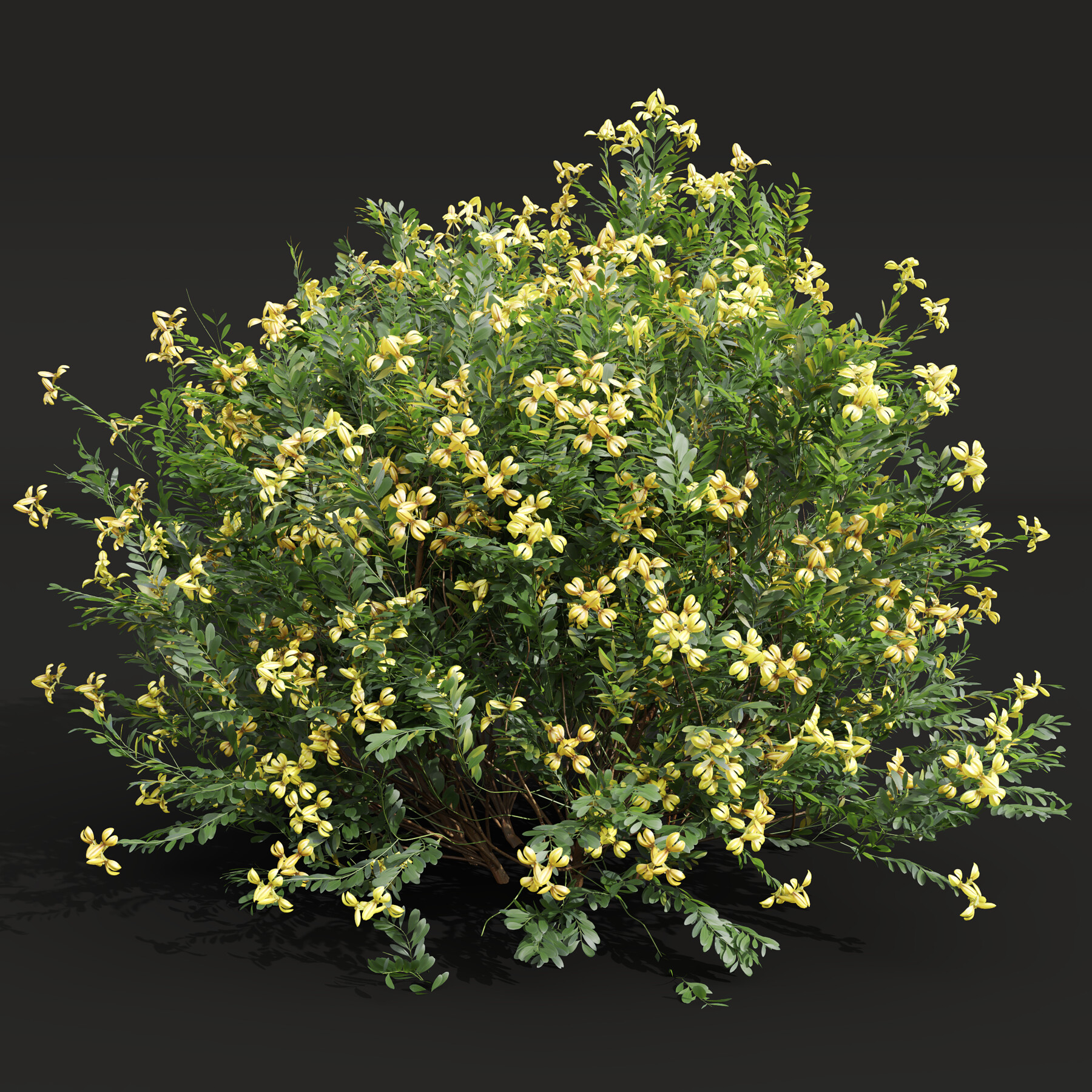 ArtStation - New Plant Coronilla Valentina Glauca Golden Globe-Dwarf ...