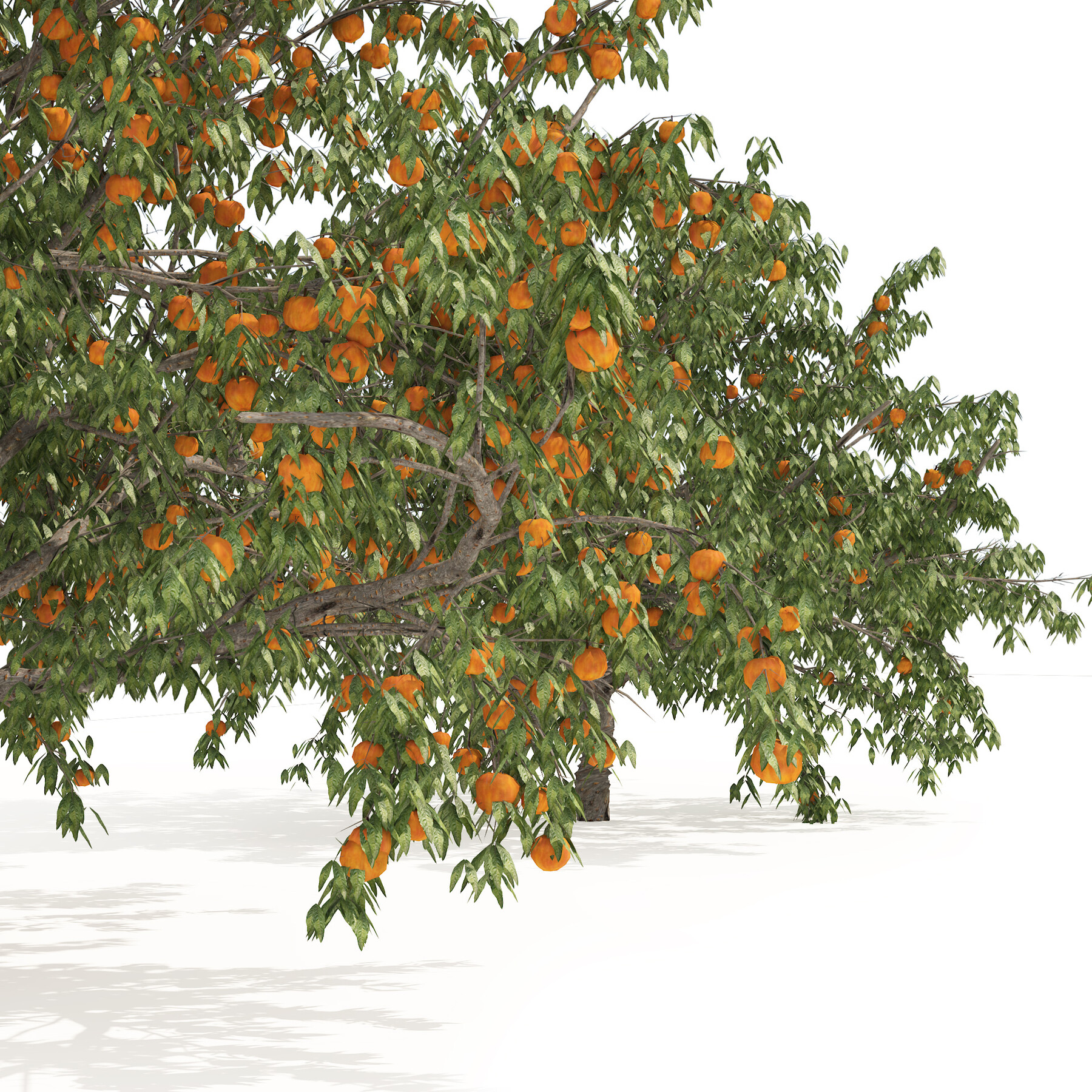 ArtStation - 2 Freestone Peach fruit Trees | Game Assets