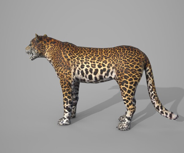 ArtStation - Leapord Animal | Game Assets