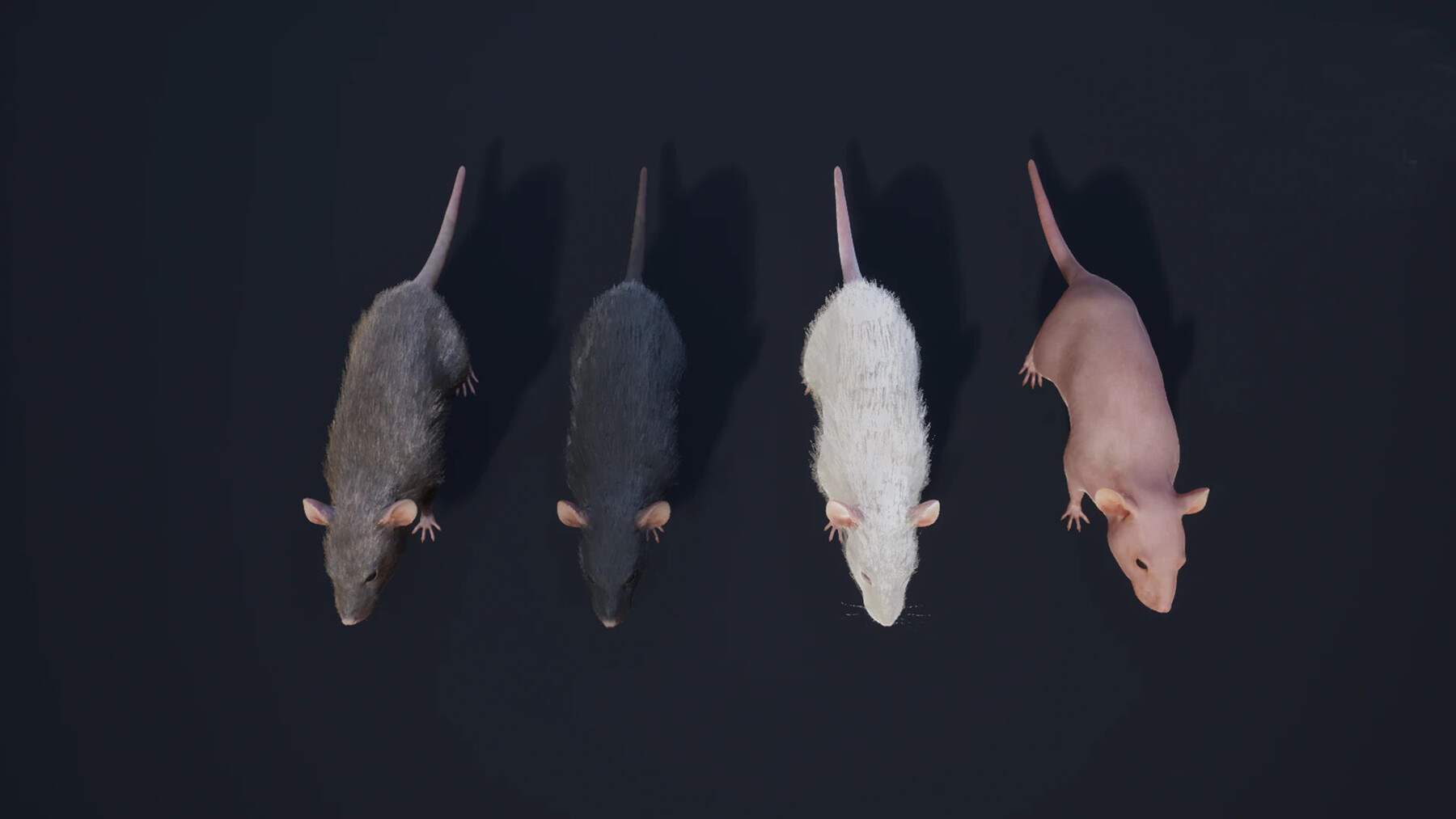 ArtStation - Mouse with Fur Rigged | Game Assets