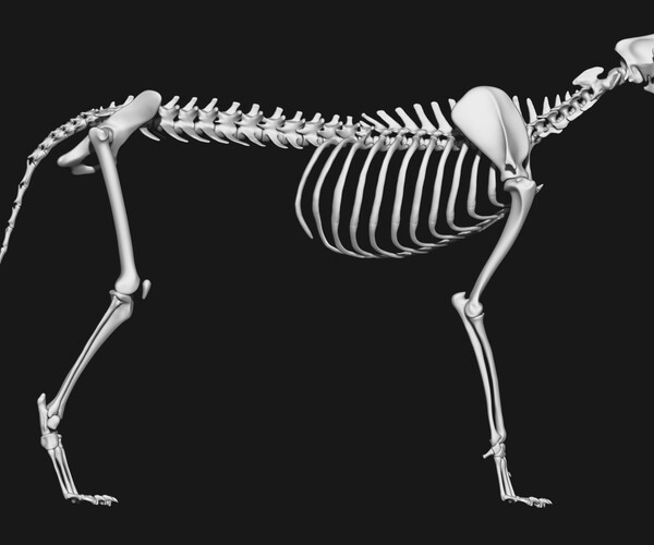 ArtStation - Cheetah Skeleton | Resources