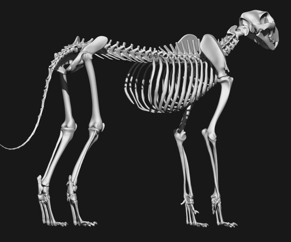ArtStation - Cheetah Skeleton | Resources