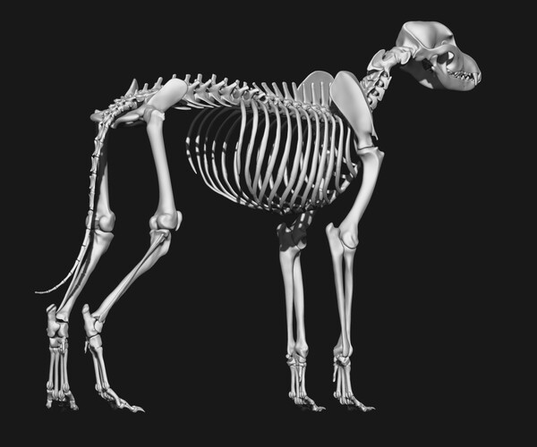 ArtStation - Dog Skeleton 3d model | Resources