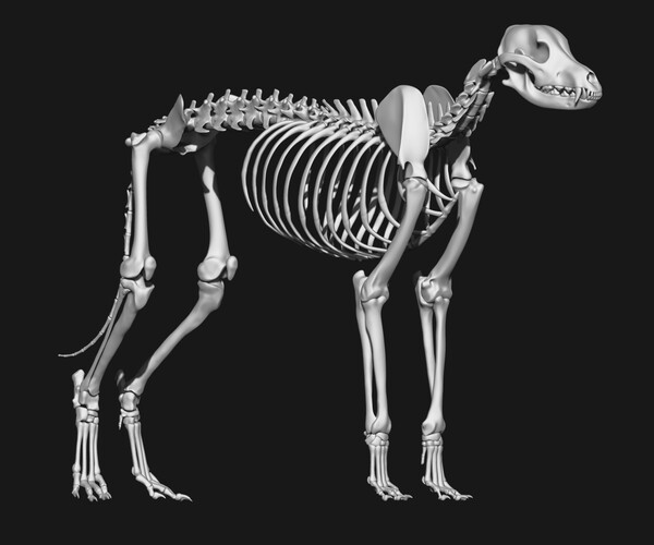 ArtStation - Dog Skeleton 3d model | Resources