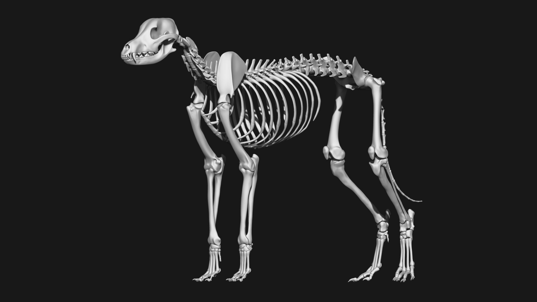 ArtStation - Dog Skeleton 3d model | Resources