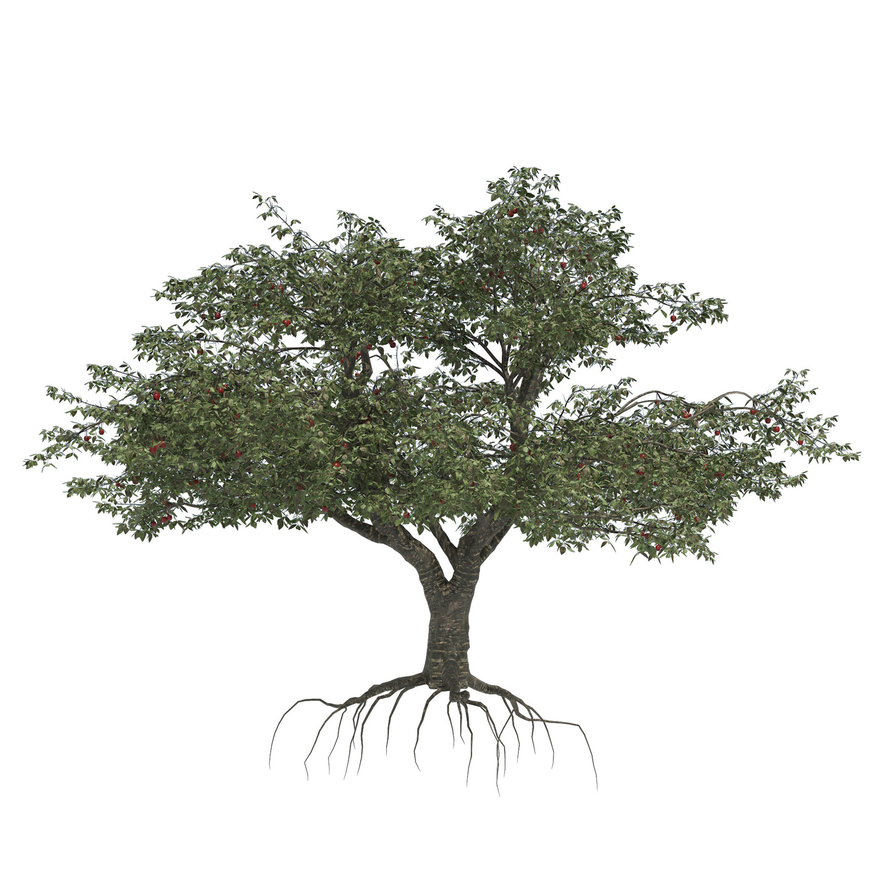 ArtStation - Blossom and fruit cherry trees | Game Assets