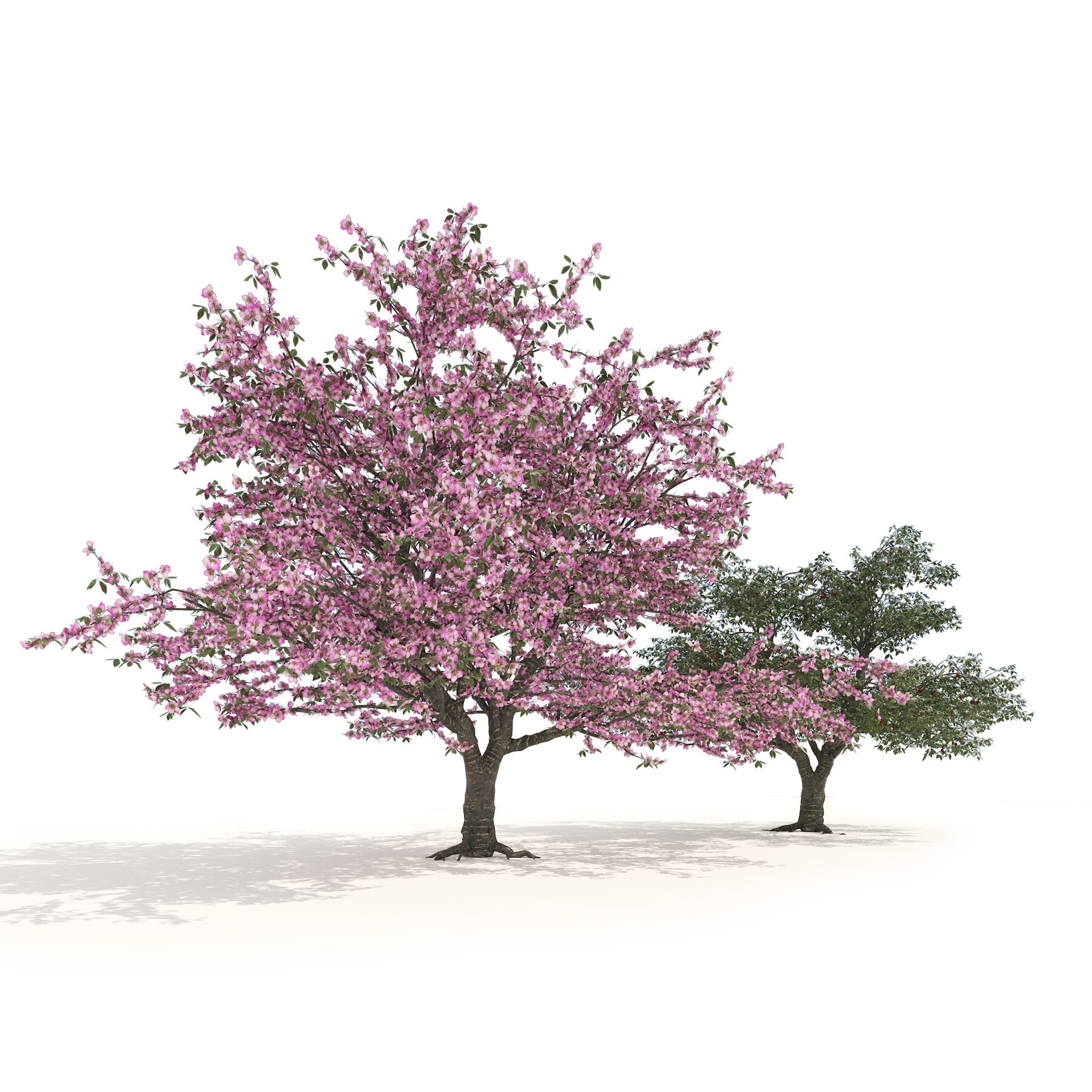 ArtStation - Blossom and fruit cherry trees | Game Assets
