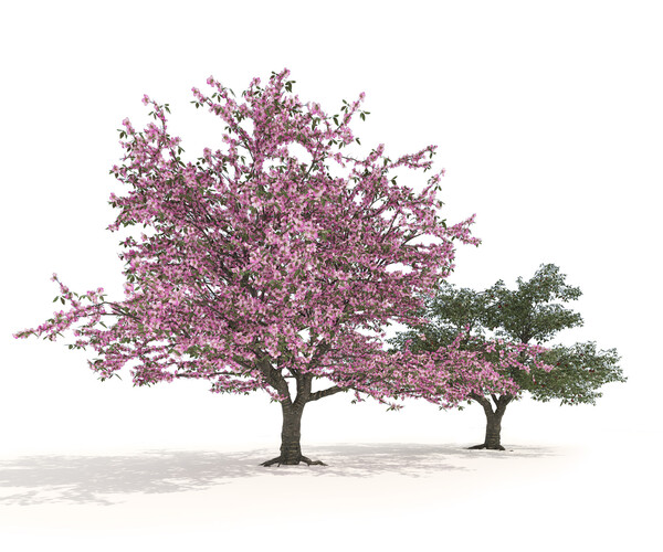 ArtStation - Blossom and fruit cherry trees | Game Assets