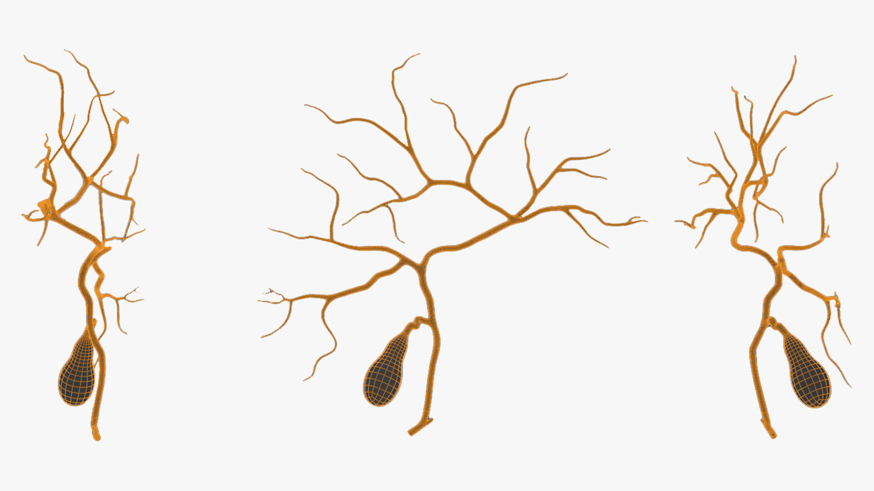 ArtStation - Gallbladder Anatomy | Resources