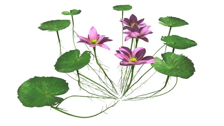 ArtStation - Lotus Flower #02 - High Poly Plant (3D Model) | Game Assets