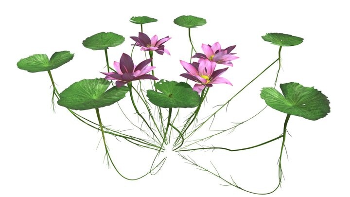 ArtStation - Lotus Flower #04 - High Poly Plant (3D Model) | Game Assets