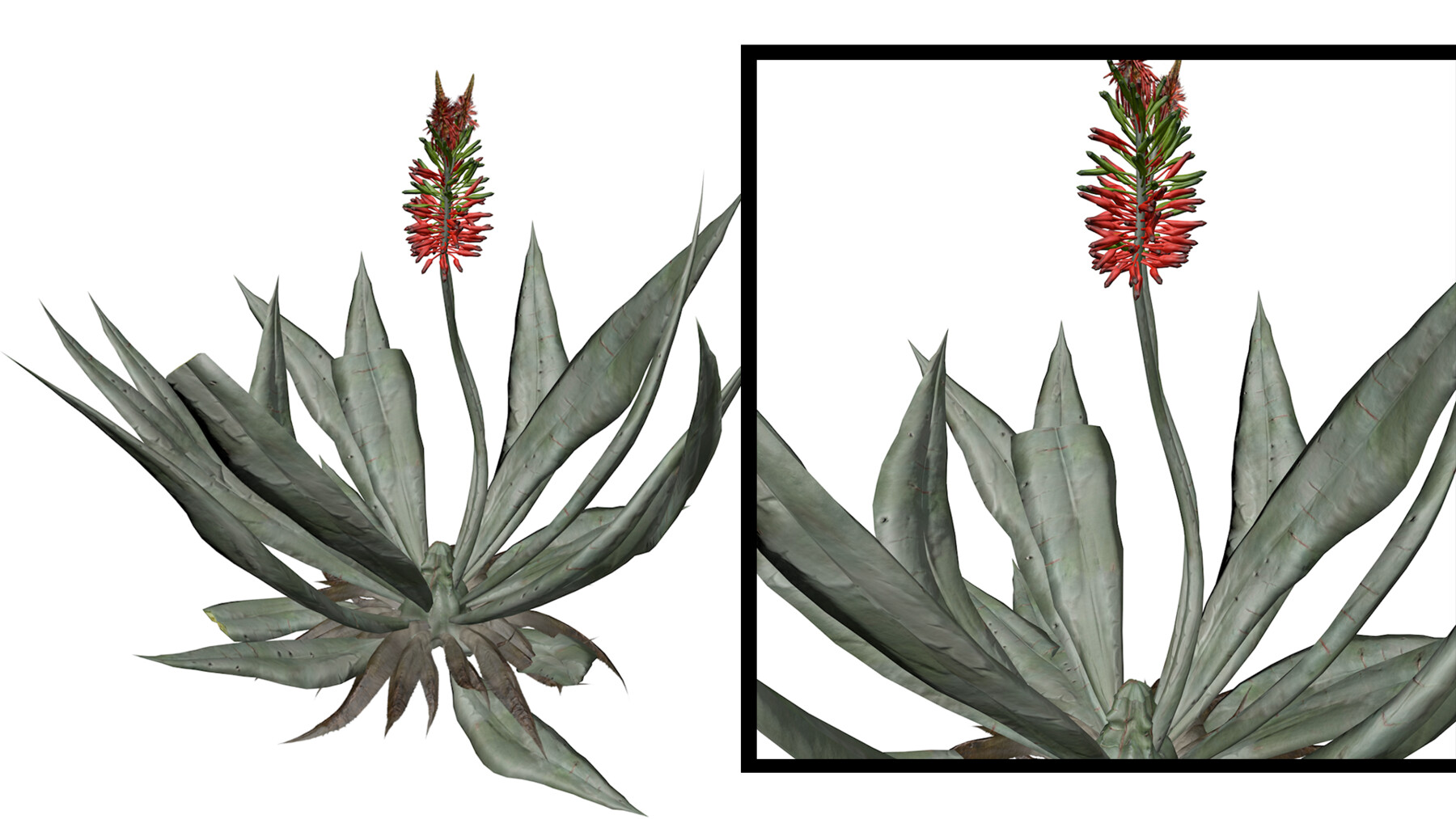 ArtStation - Aloe Vera #01 - High Poly Plant (3D Model) | Game Assets