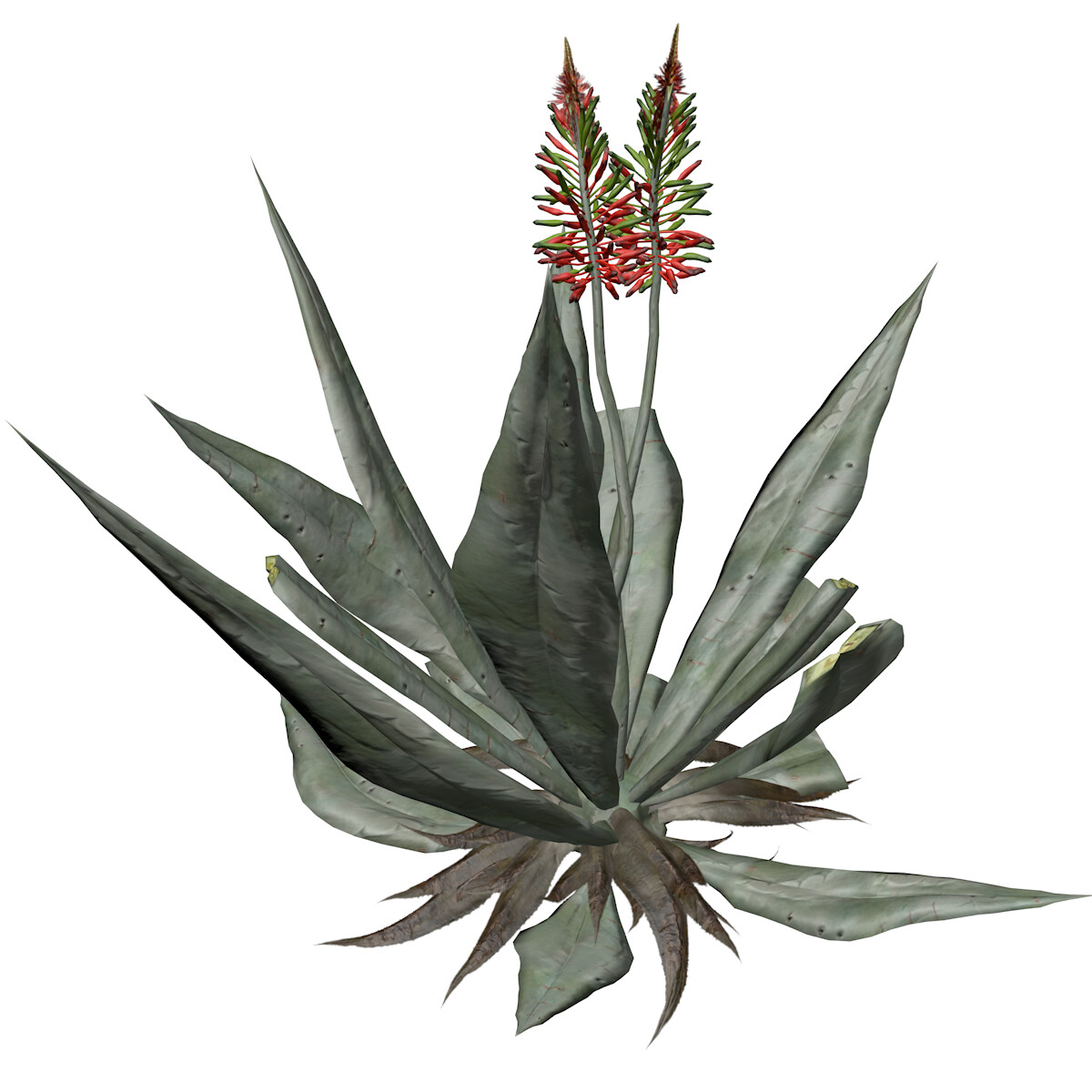 ArtStation - Aloe Vera #08 - High Poly Plant (3D Model) | Game Assets