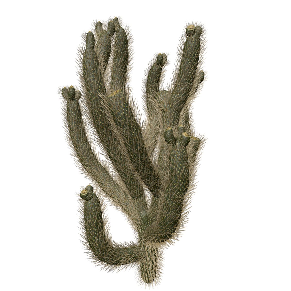ArtStation - Cholla Cactus #01 - High Poly Plant (3D Model) | Game Assets