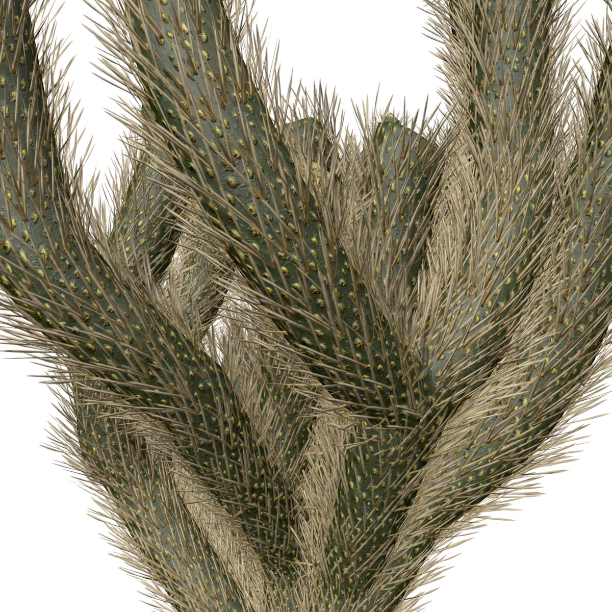 ArtStation - Cholla Cactus #02 - High Poly Plant (3D Model) | Game Assets