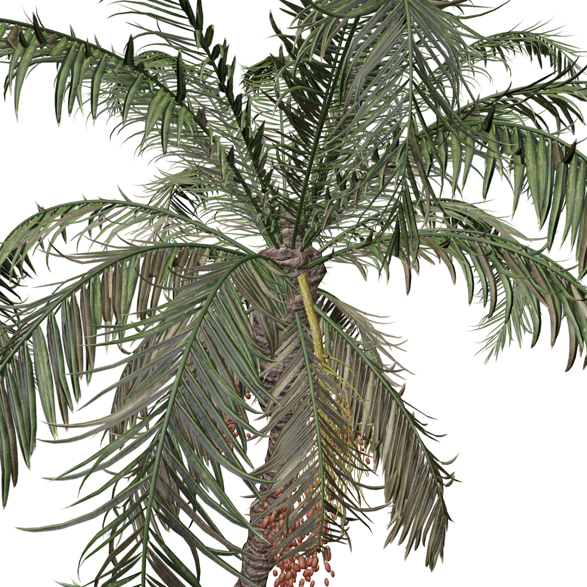 ArtStation - Date Palm #04 - High Poly Tree (3D Model) | Game Assets