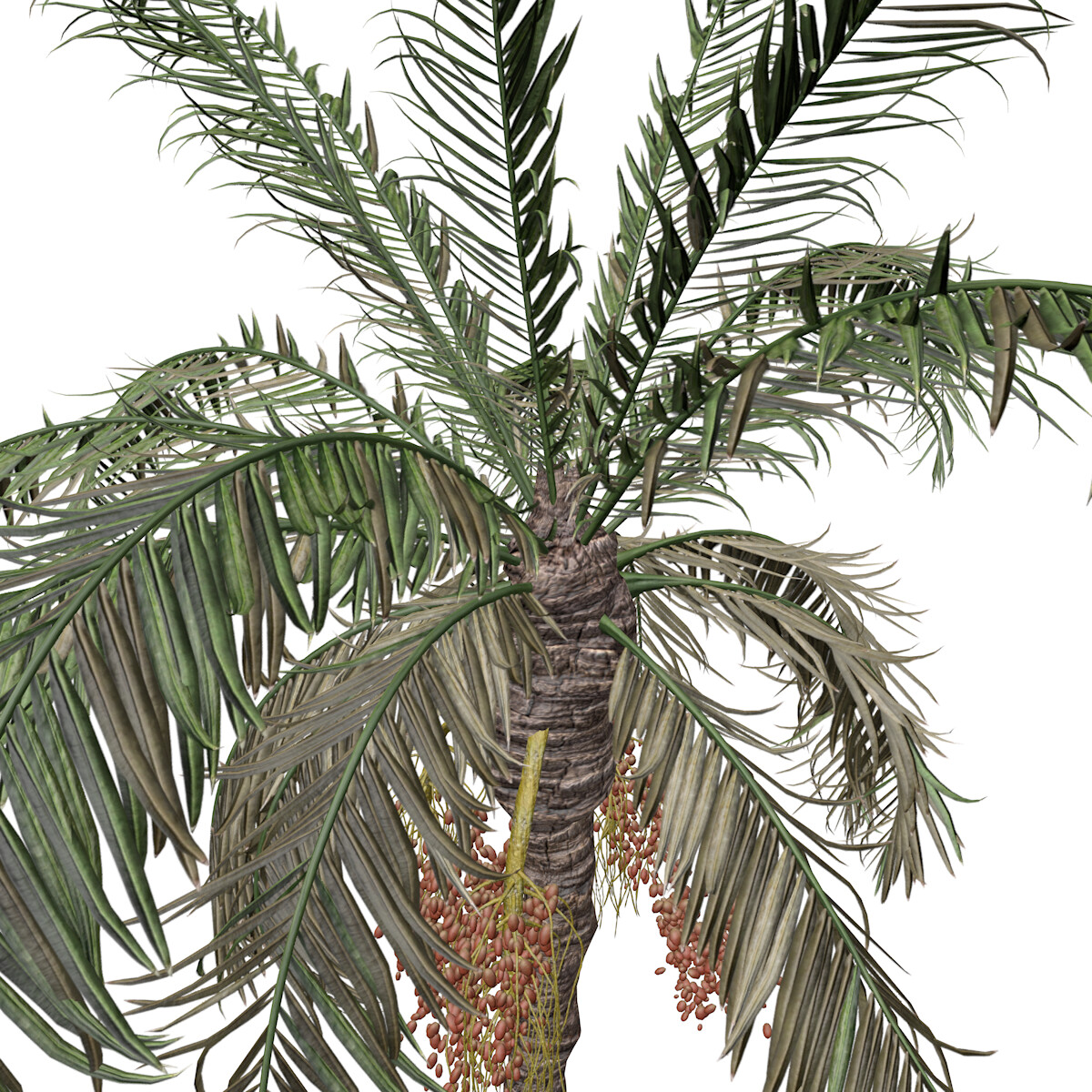 ArtStation - Date Palm #06 - High Poly Tree (3D Model) | Game Assets