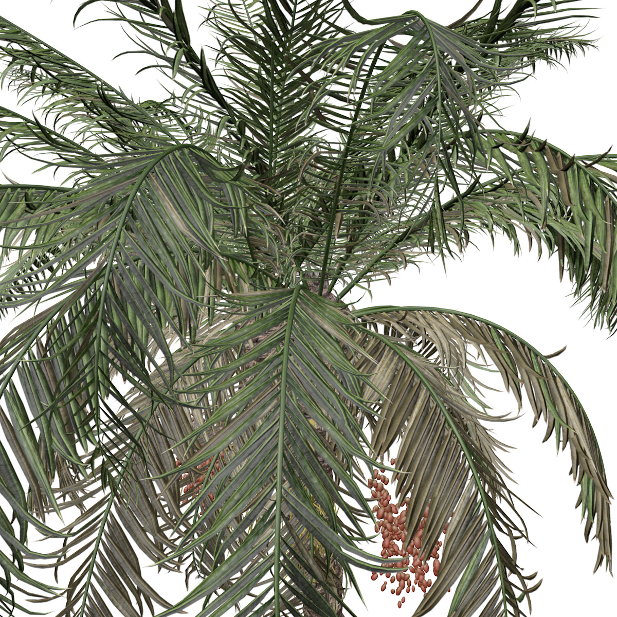 ArtStation - Date Palm #08 - High Poly Tree (3D Model) | Game Assets